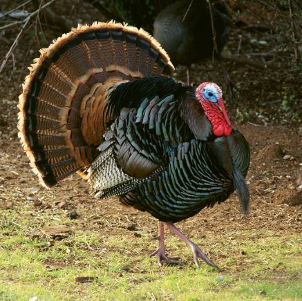 Our Team – The Poultry Peddler